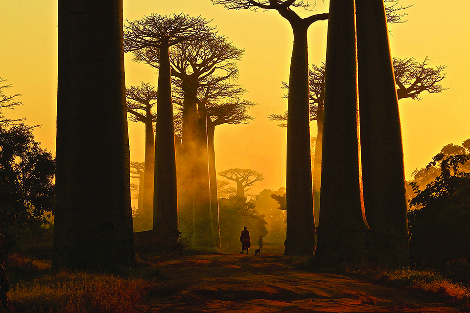 Peace Card 8 — Madagascar Morning